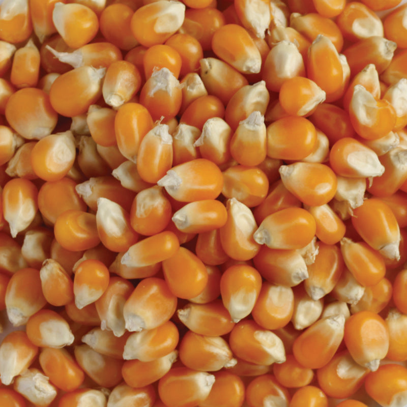 Organic Popping Corn 400g – La Vida Vegan